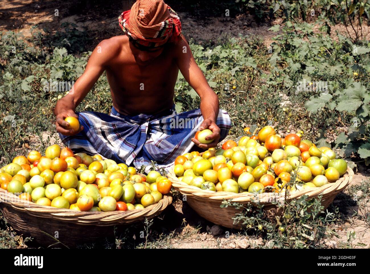 A man sorting tomatoes into baskets at a tomato plantation, Bangladesh ...