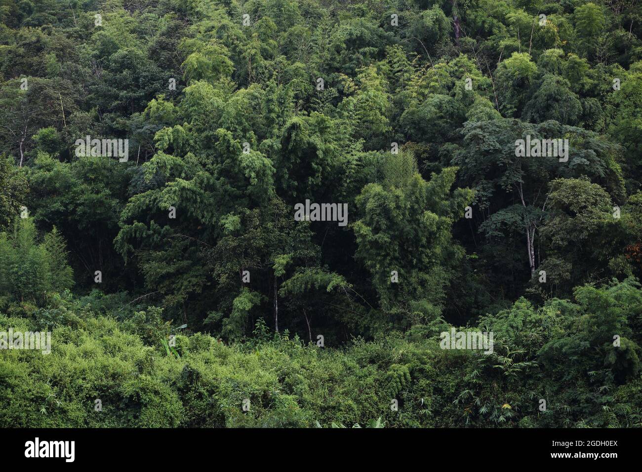 Green forest background texture Stock Photo - Alamy