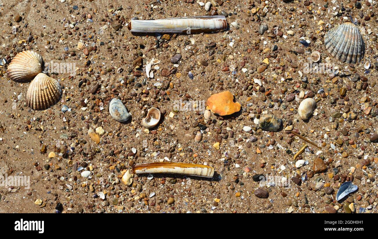 Razor fish shells hi-res stock photography and images - Alamy