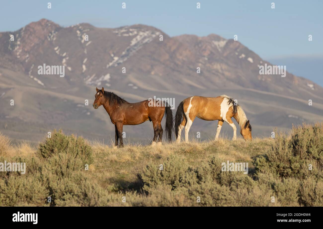 Wild Horses in the Utah Desert in Spring Stock Photo - Alamy