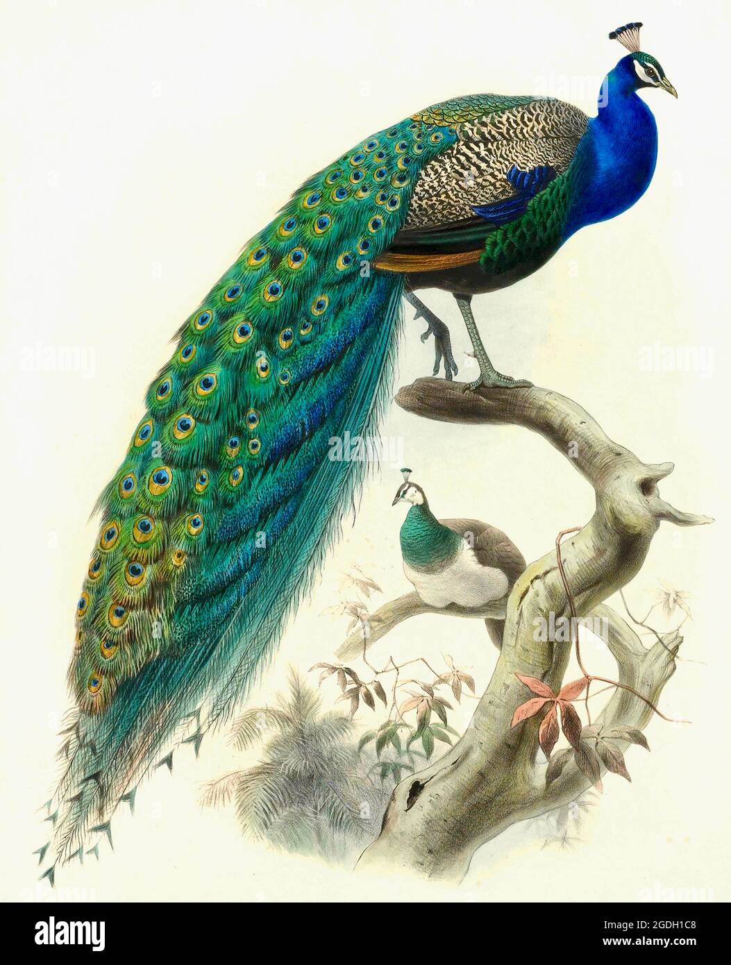 Pavo Real Dibujo