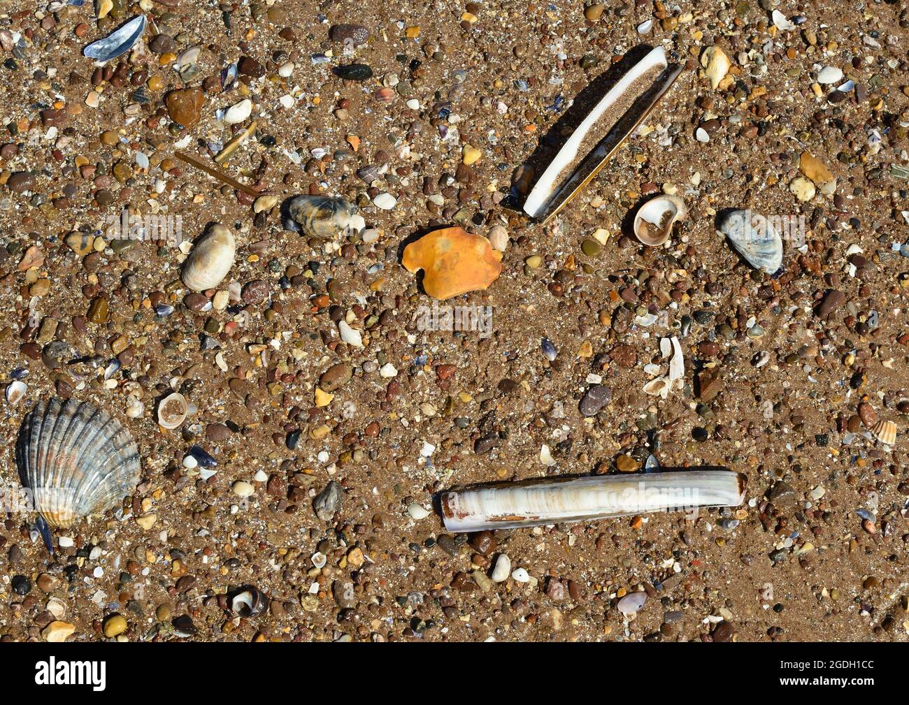 Razor fish shells High Resolution Stock Photography and Images - Alamy