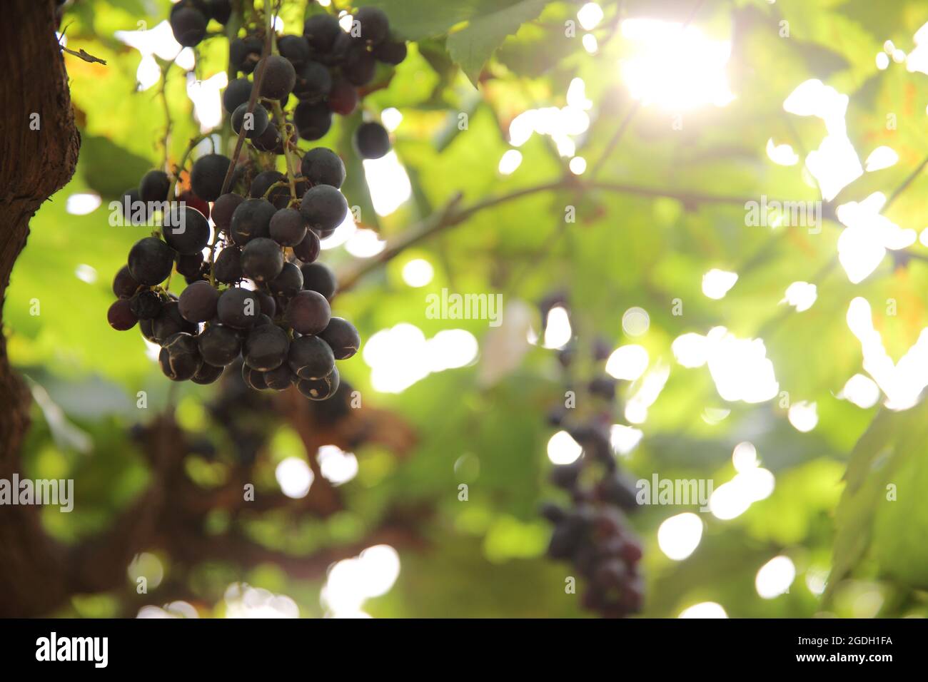 Bunch grapes trees hi-res stock photography and images - Alamy