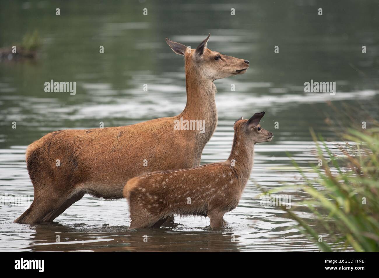 Female deer with fawn guiding through the deep water Stock Photo - Alamy