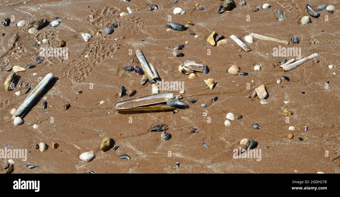 Razor fish shells hi-res stock photography and images - Alamy