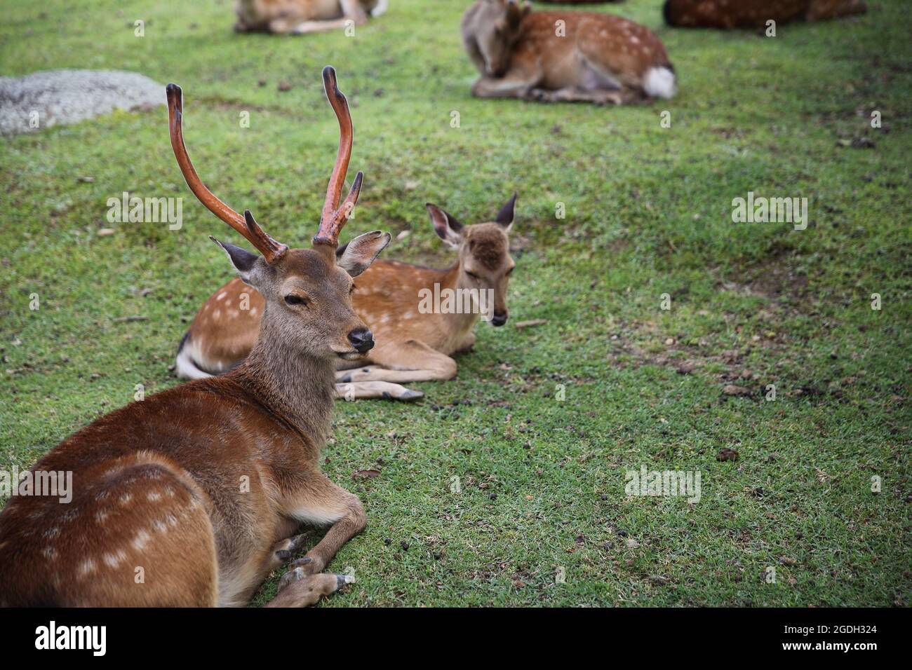 Wild deer in nara city Japan Stock Photo - Alamy