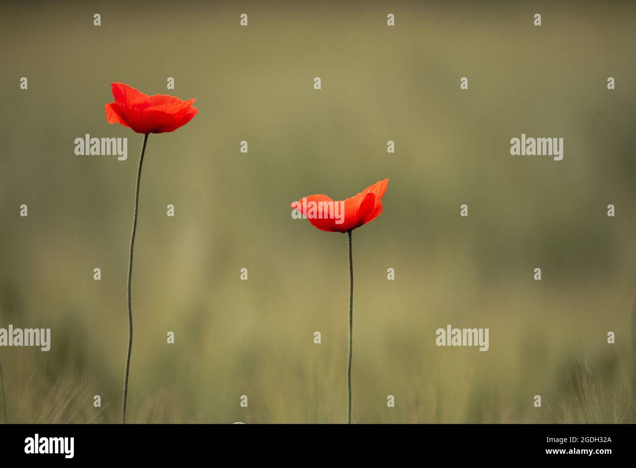 Selective focus shot of beautiful red poppy flowers outdoors Stock ...
