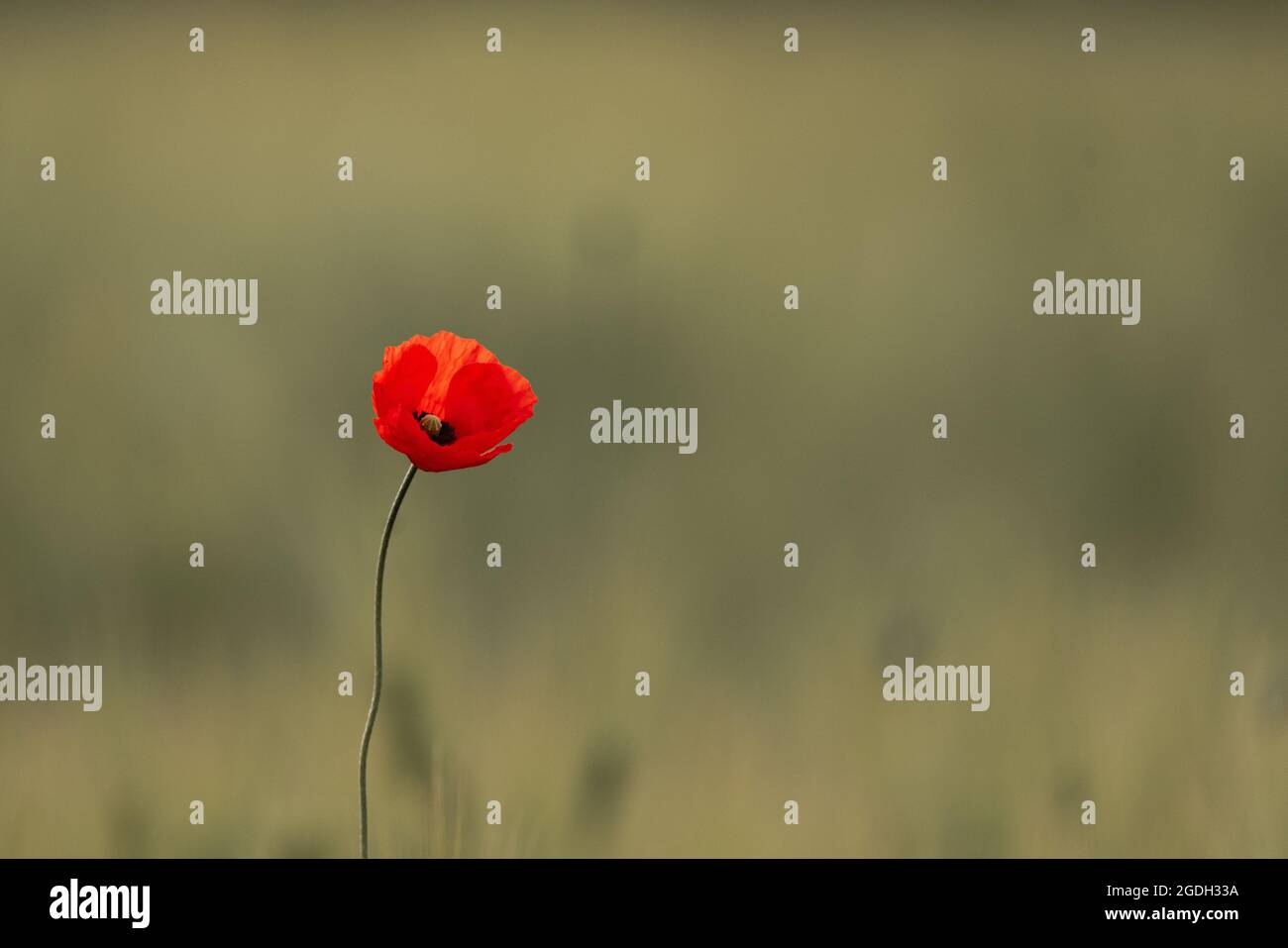 Selective focus shot of a beautiful red poppy flower outdoors Stock ...