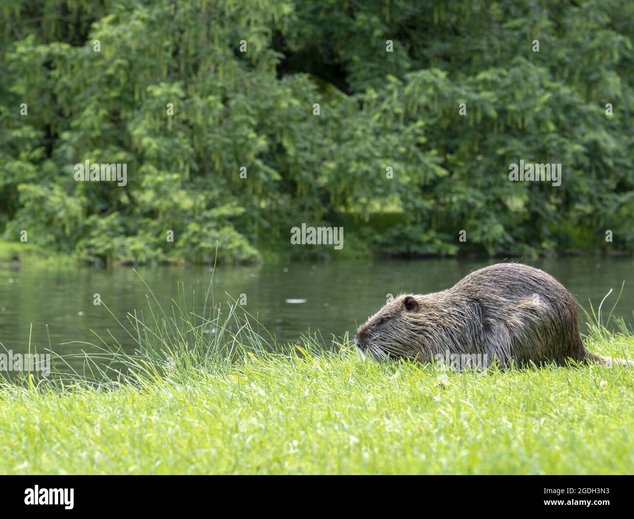 Beaver resting in grass hi-res stock photography and images - Alamy