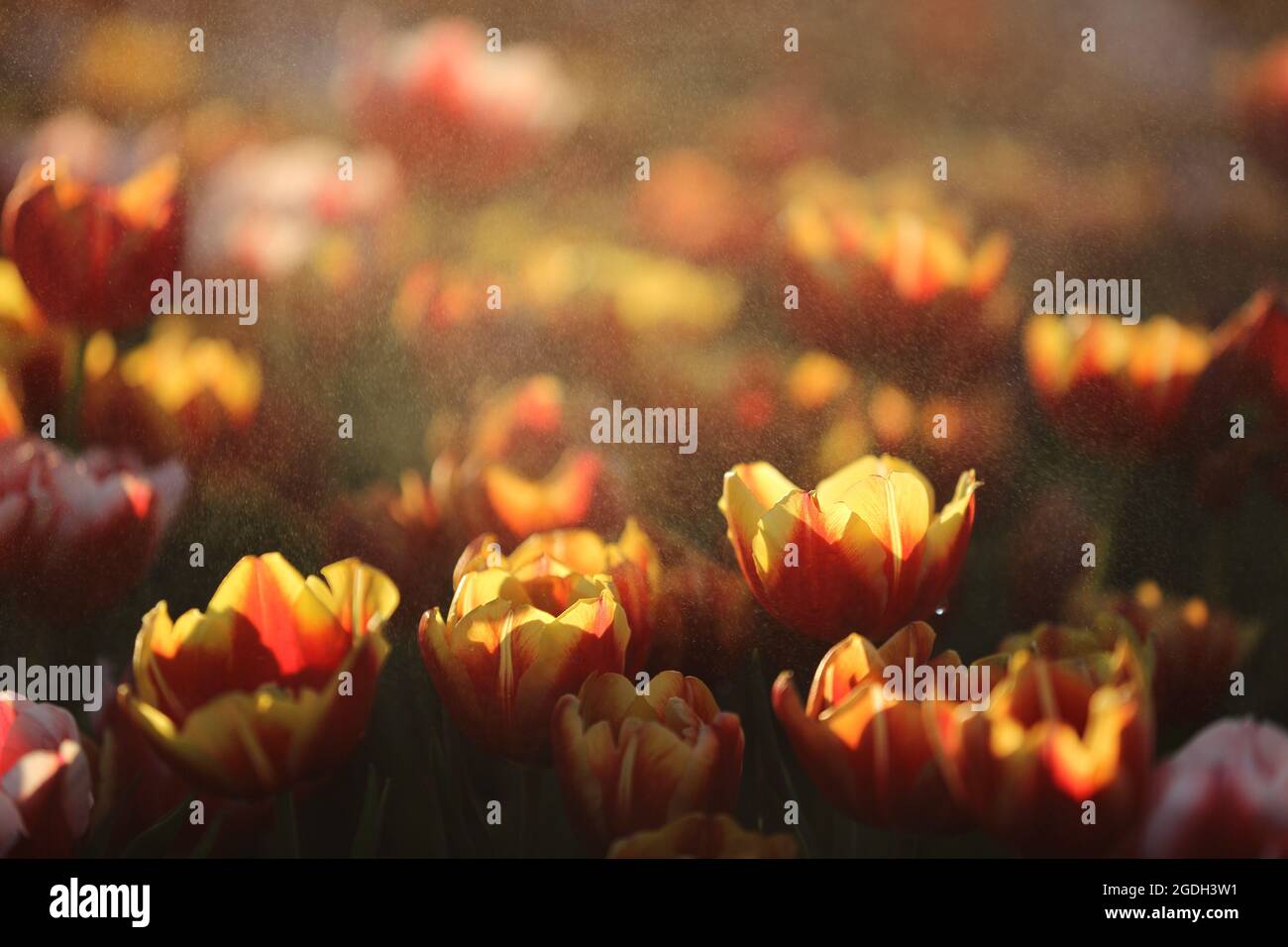 Tulip flowers in sunset and raindrop Stock Photo - Alamy