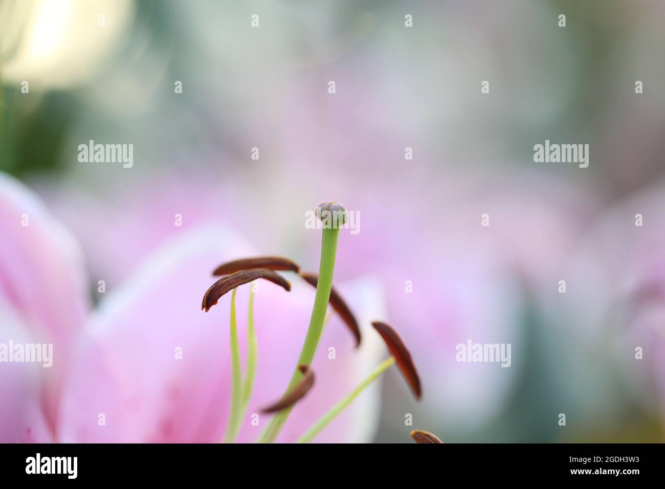 Pink lily flower in macro Stock Photo - Alamy