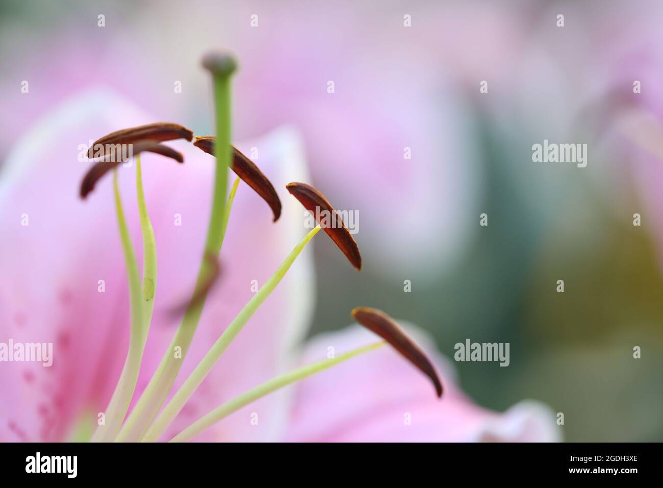 Pink lily flower in macro Stock Photo - Alamy