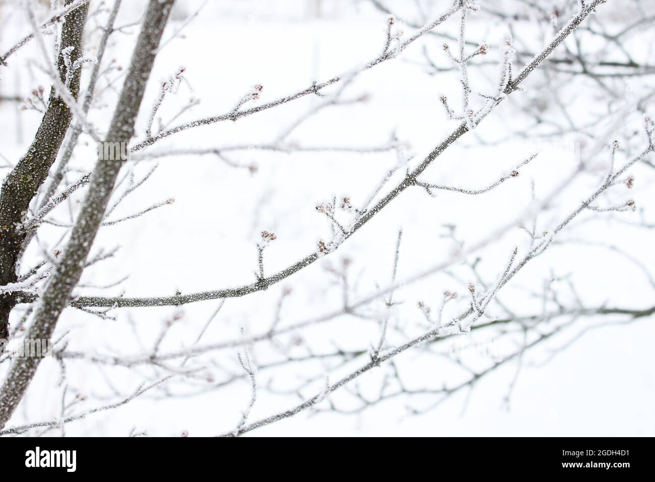 Snow-white winter in the winter garden. Frost on tree branches Stock ...