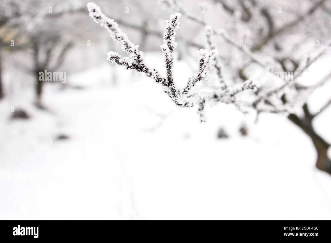 Snow-white winter in the winter garden. Frost on tree branches Stock ...