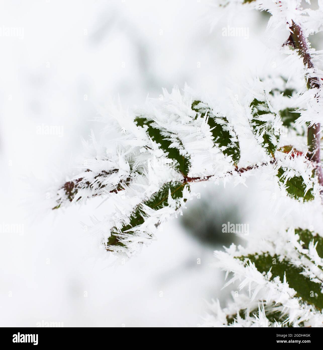 Snow-white winter in the winter garden. Frost on tree branches Stock ...