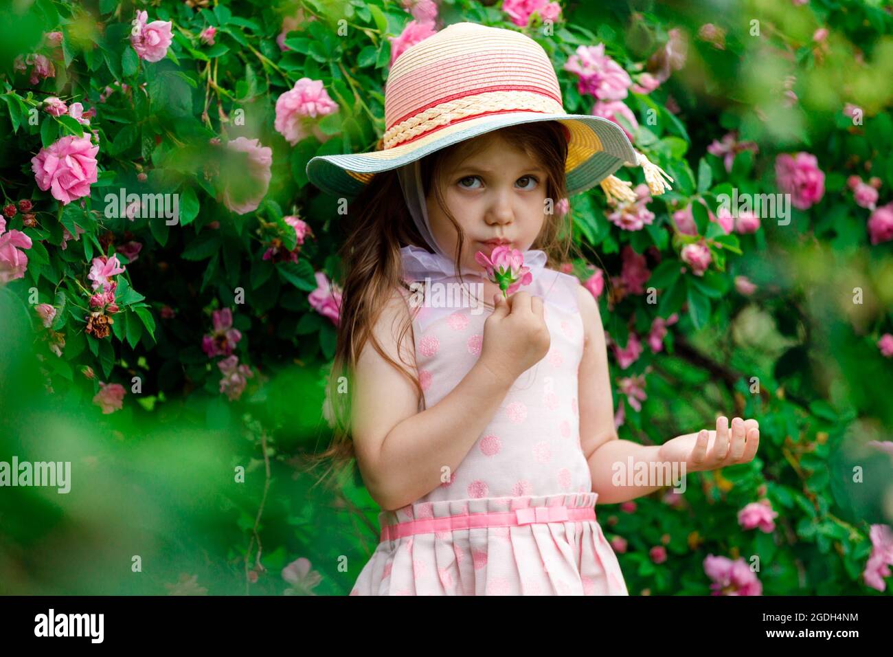 a beautiful little girl in a pink dress and a hat in the garden with roses. High quality photo ...