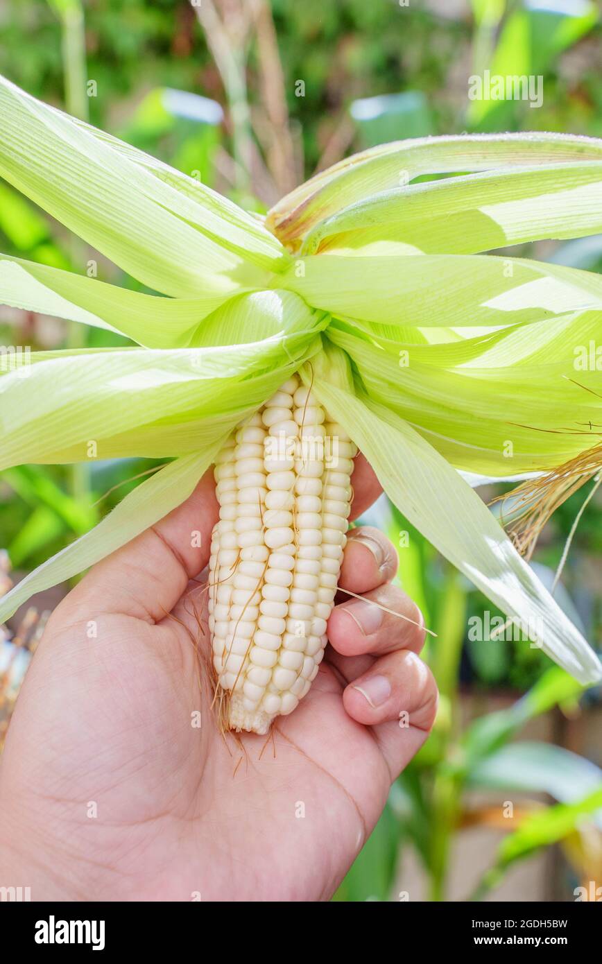 Freshly peeled white corn ear held by a hand Stock Photo - Alamy