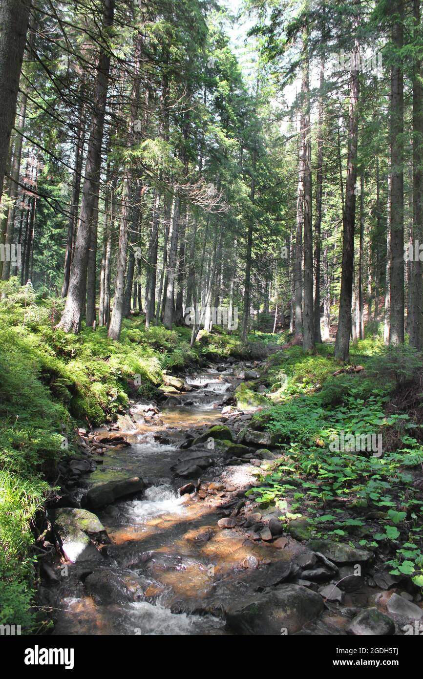 A narrow stream in the mountains. Water flowing down from the cliff ...