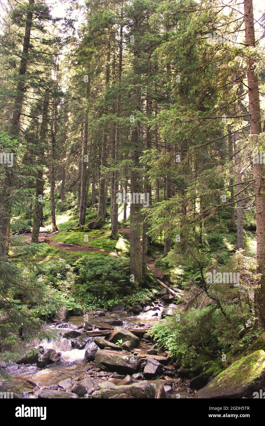 A narrow stream in the mountains. Water flowing down from the cliff ...