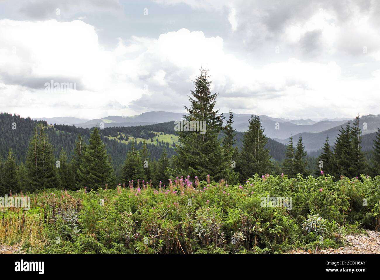 High mountains. Mountainous terrain in summer. Forests in the mountains ...