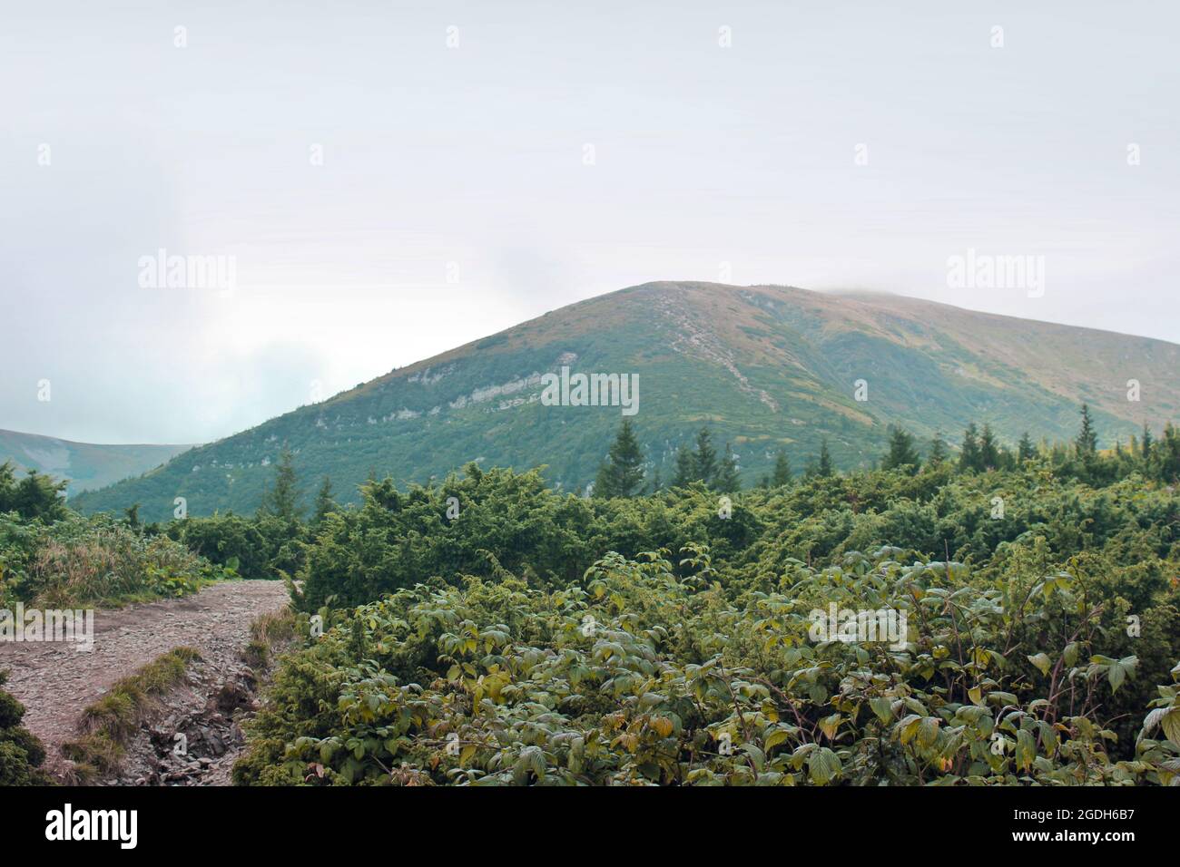 High mountains. Mountainous terrain in summer. Forests in the mountains ...