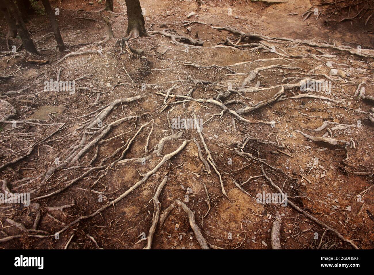Tree roots in the mountains Stock Photo - Alamy