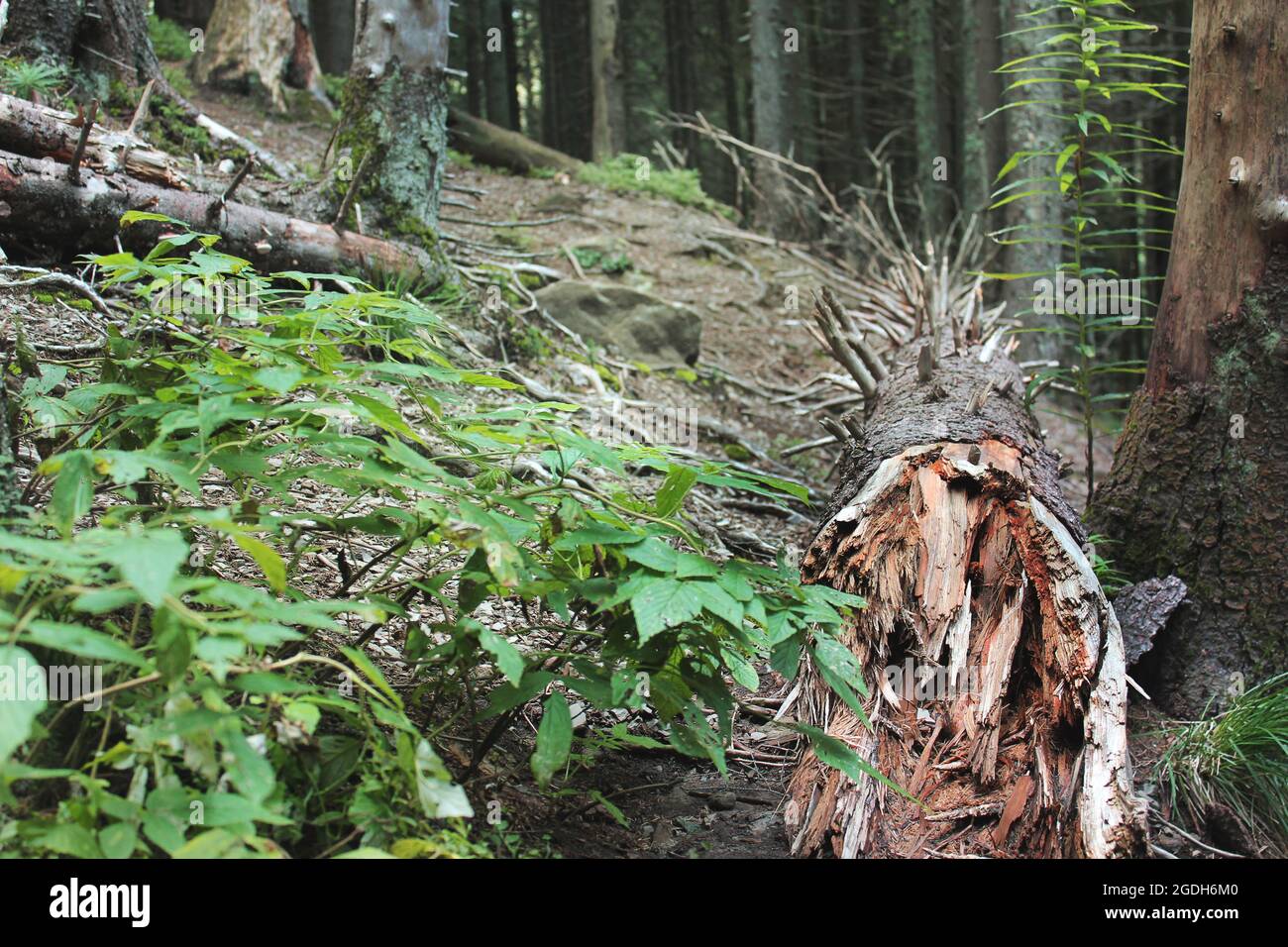 Felled forest panorama hi-res stock photography and images - Alamy