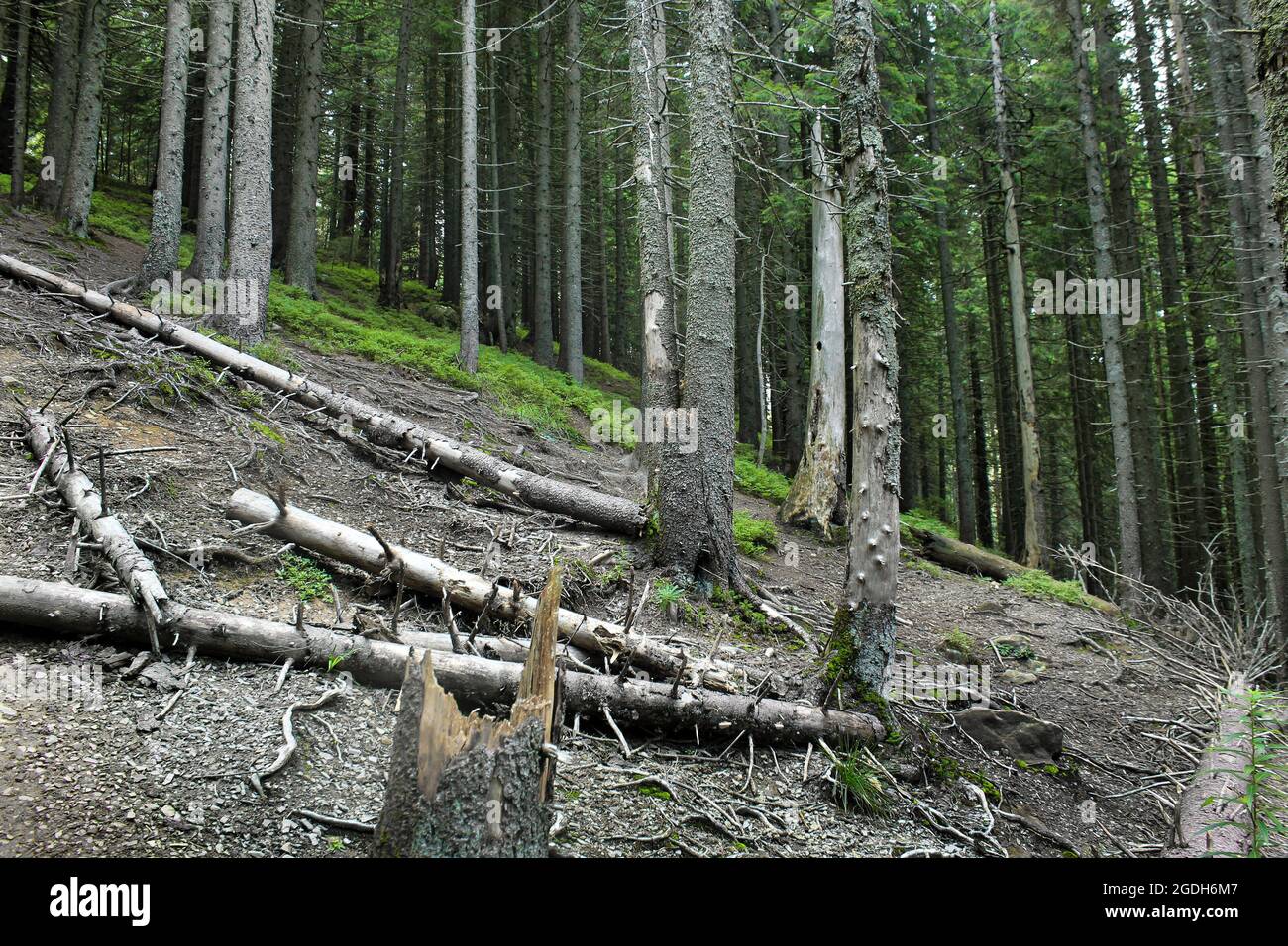 Felled forest panorama hi-res stock photography and images - Alamy