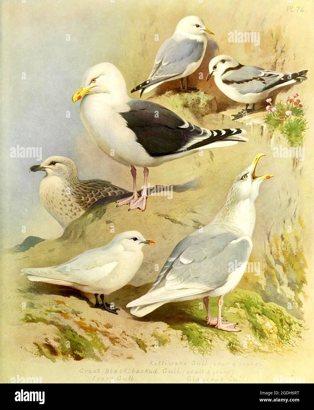 Archibald Thorburn vintage British bird illustration - Gulls Stock ...