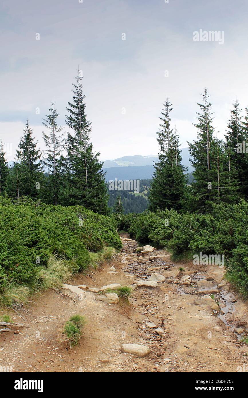 High mountains. Mountainous terrain in summer. Forests in the mountains ...