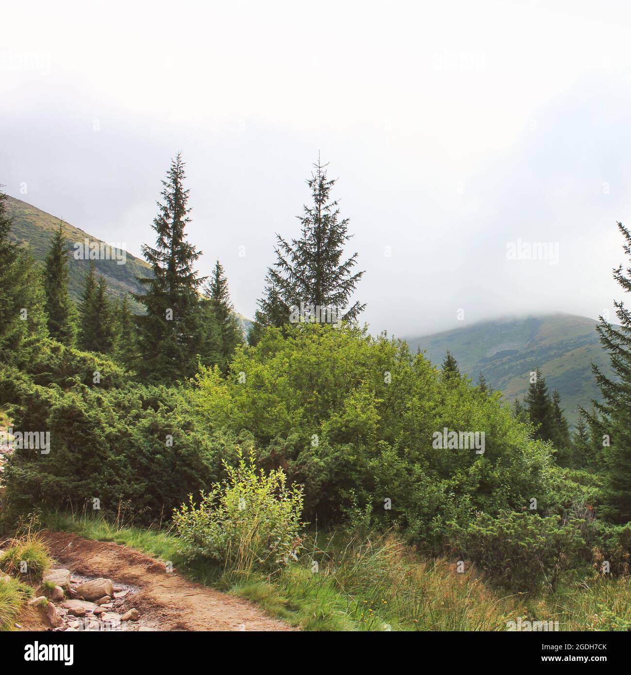 High mountains. Mountainous terrain in summer. Forests in the mountains ...