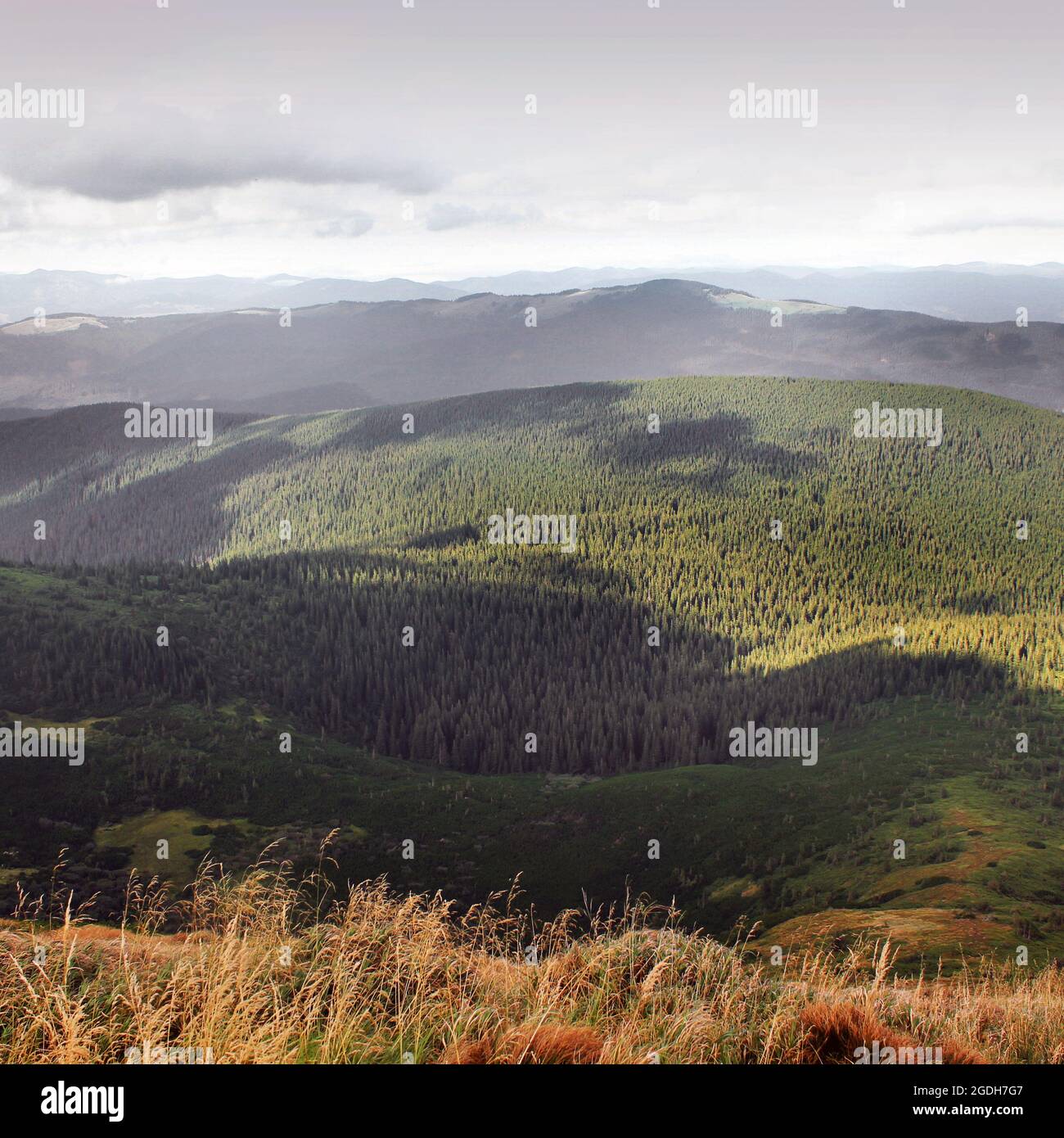 High mountains. Mountainous terrain in summer. Forests in the mountains ...