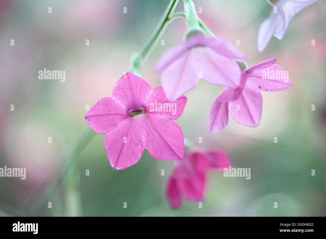 prince de monaco pink rose flowers in close up Stock Photo - Alamy