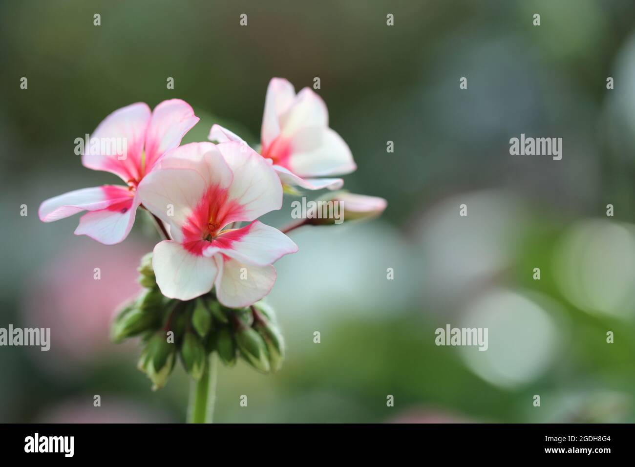 Jubile du prince de monaco rose hi-res stock photography and images - Alamy