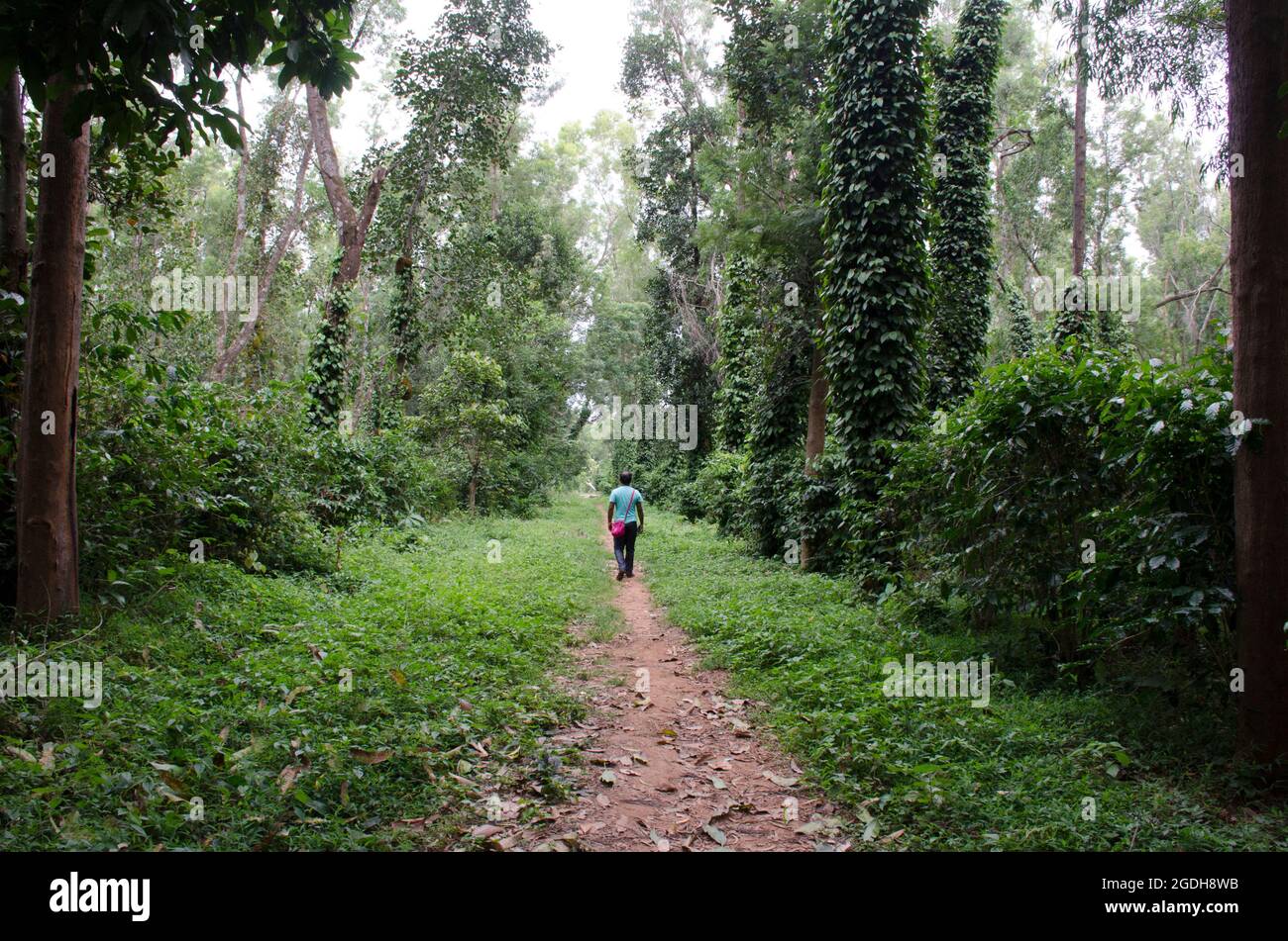 Make a way through the jungle Stock Photo - Alamy