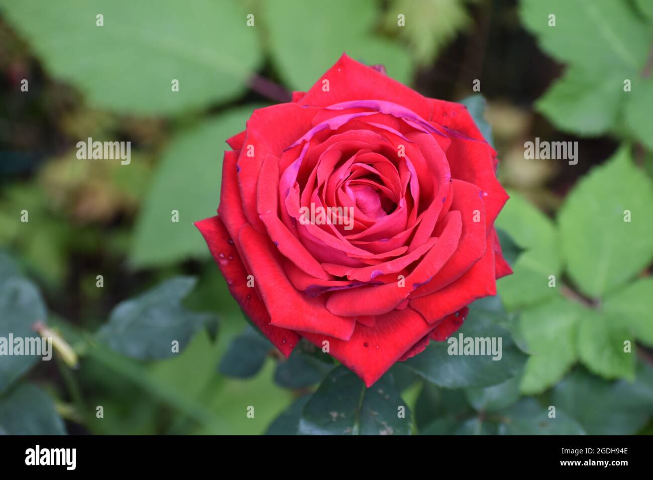 Flowering red rose Stock Photo - Alamy
