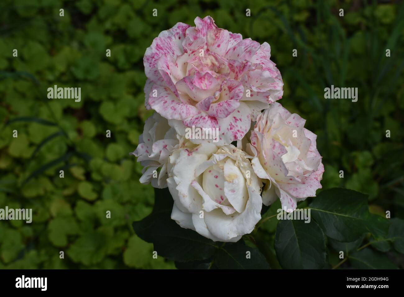 Cream Poppy flower Stock Photo - Alamy