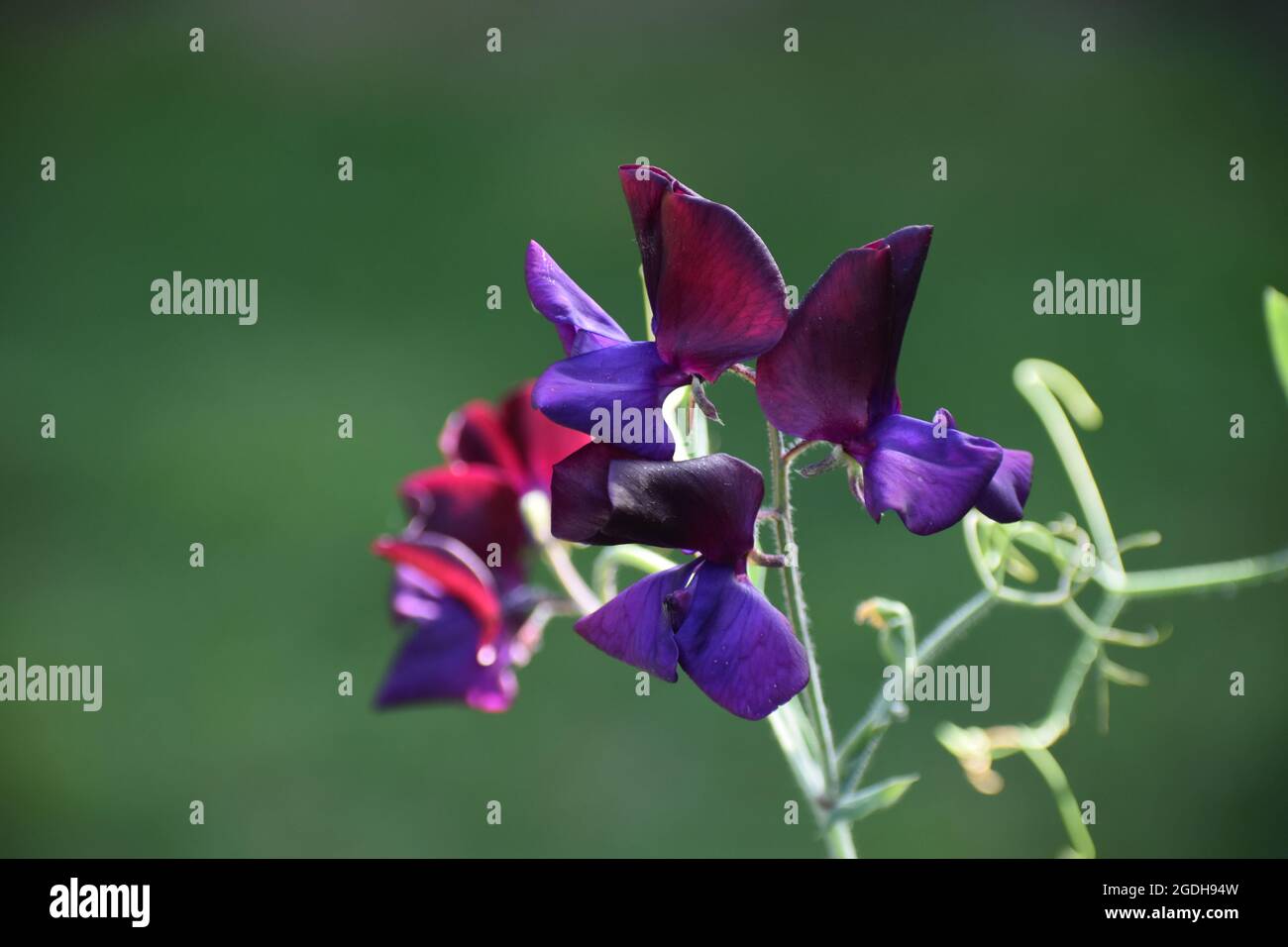 Sweet Pea flower Stock Photo - Alamy