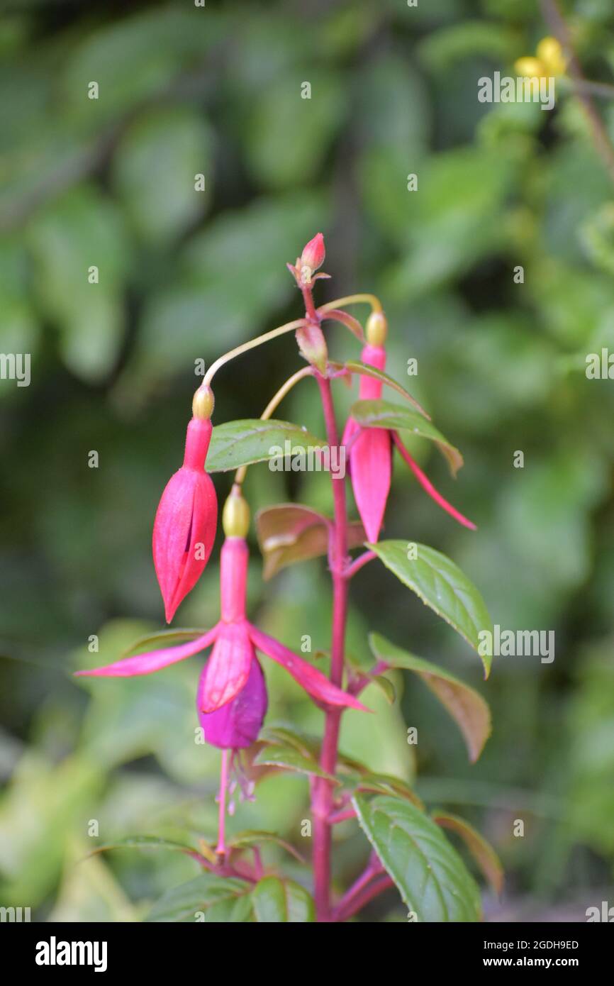 Fuchsia in flower hi-res stock photography and images - Alamy