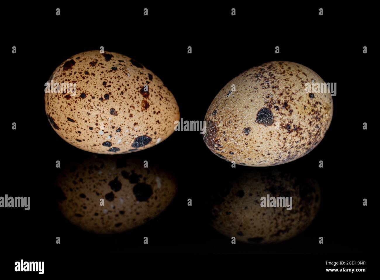 Two fresh quail eggs, close-up, isolated on black Stock Photo - Alamy