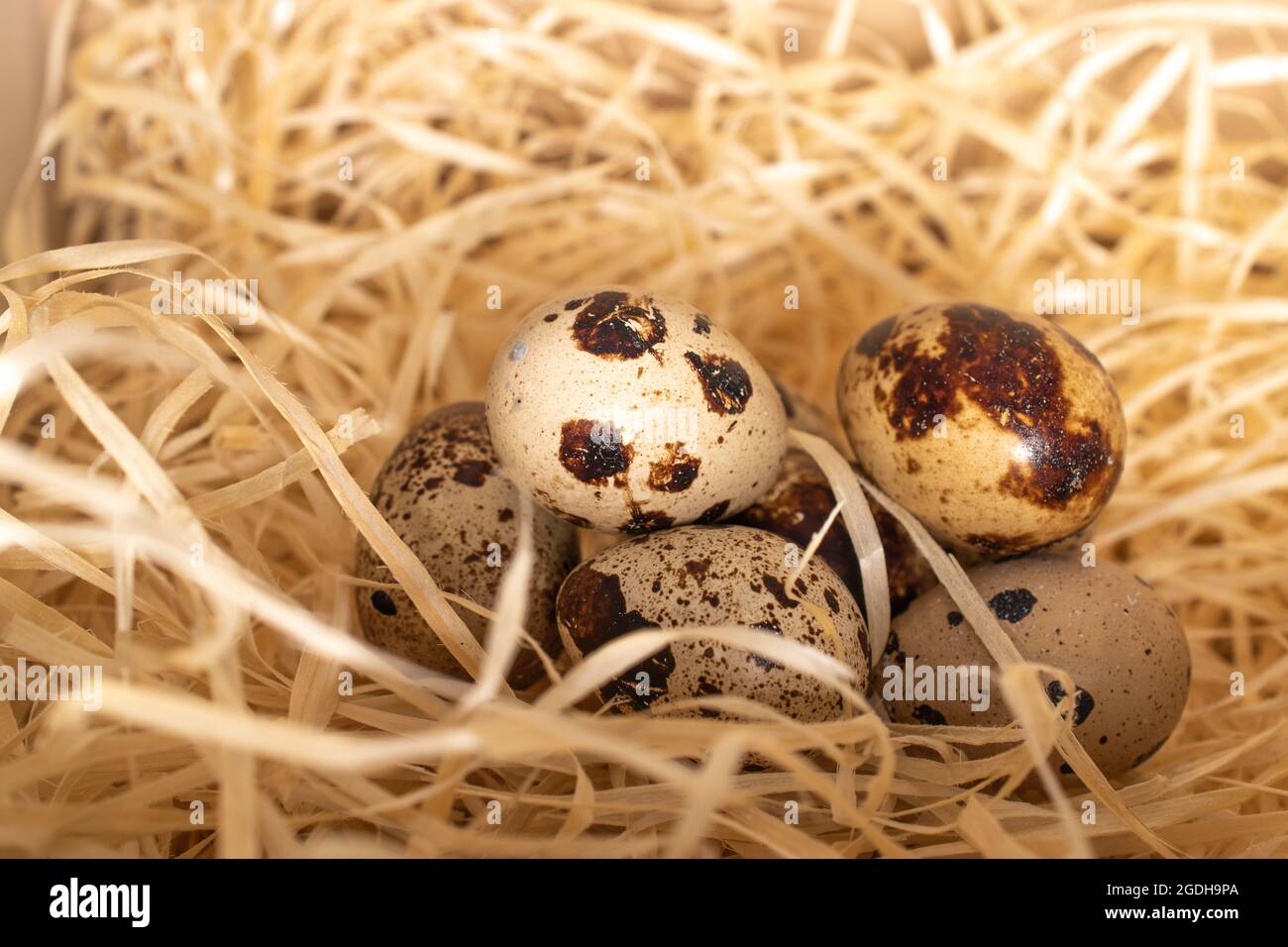 Delicacy healthy food quail eggs hi-res stock photography and images ...
