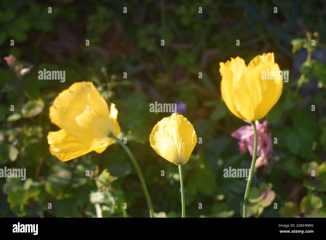 Flowering yellow poppies Stock Photo - Alamy