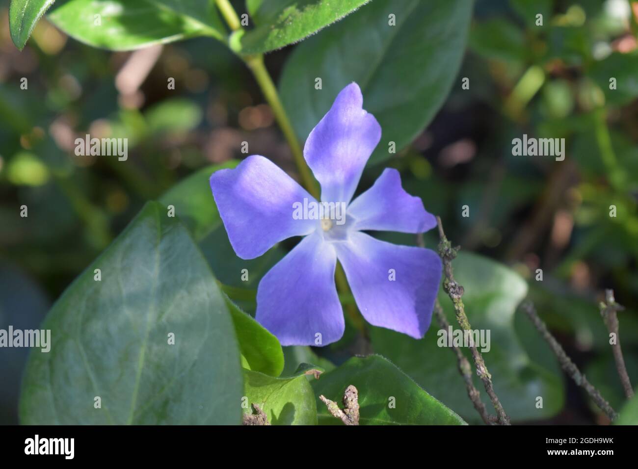 Pretty small flower hi-res stock photography and images - Alamy