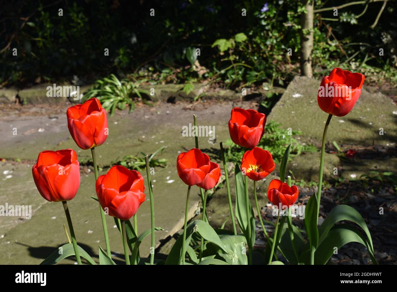 Bright red Tulips in flower Stock Photo - Alamy