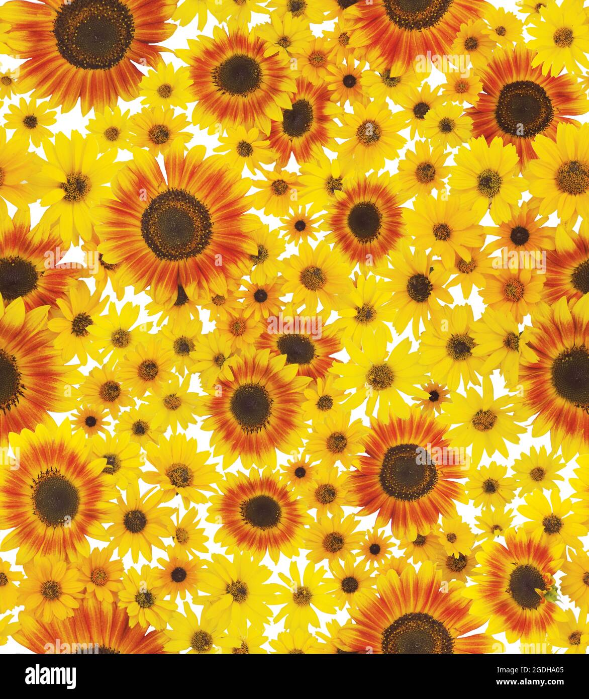 Seamless repeating pattern of sunflowers on a white background Stock ...