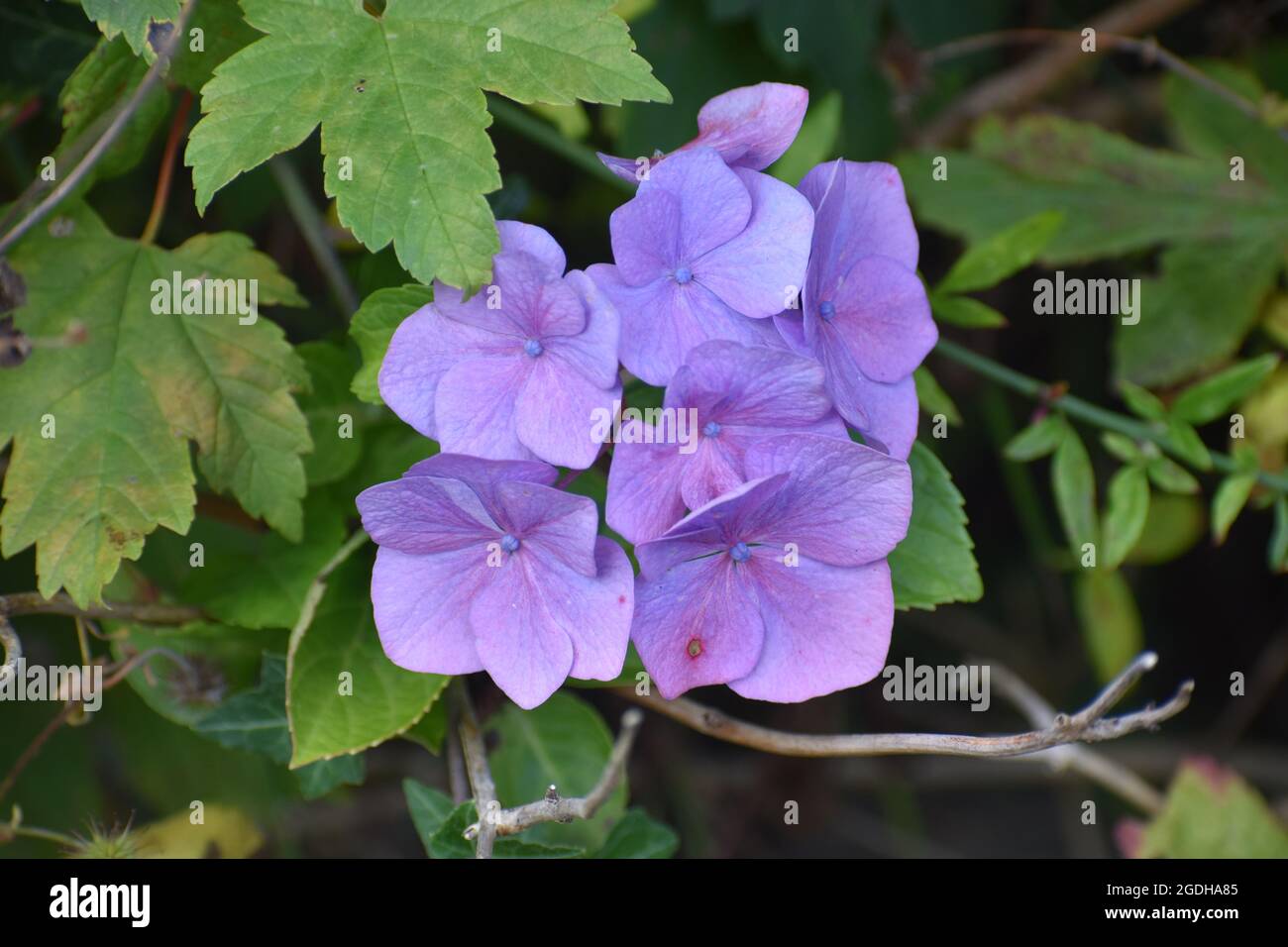 Flowering mauve Hydrangea Stock Photo - Alamy
