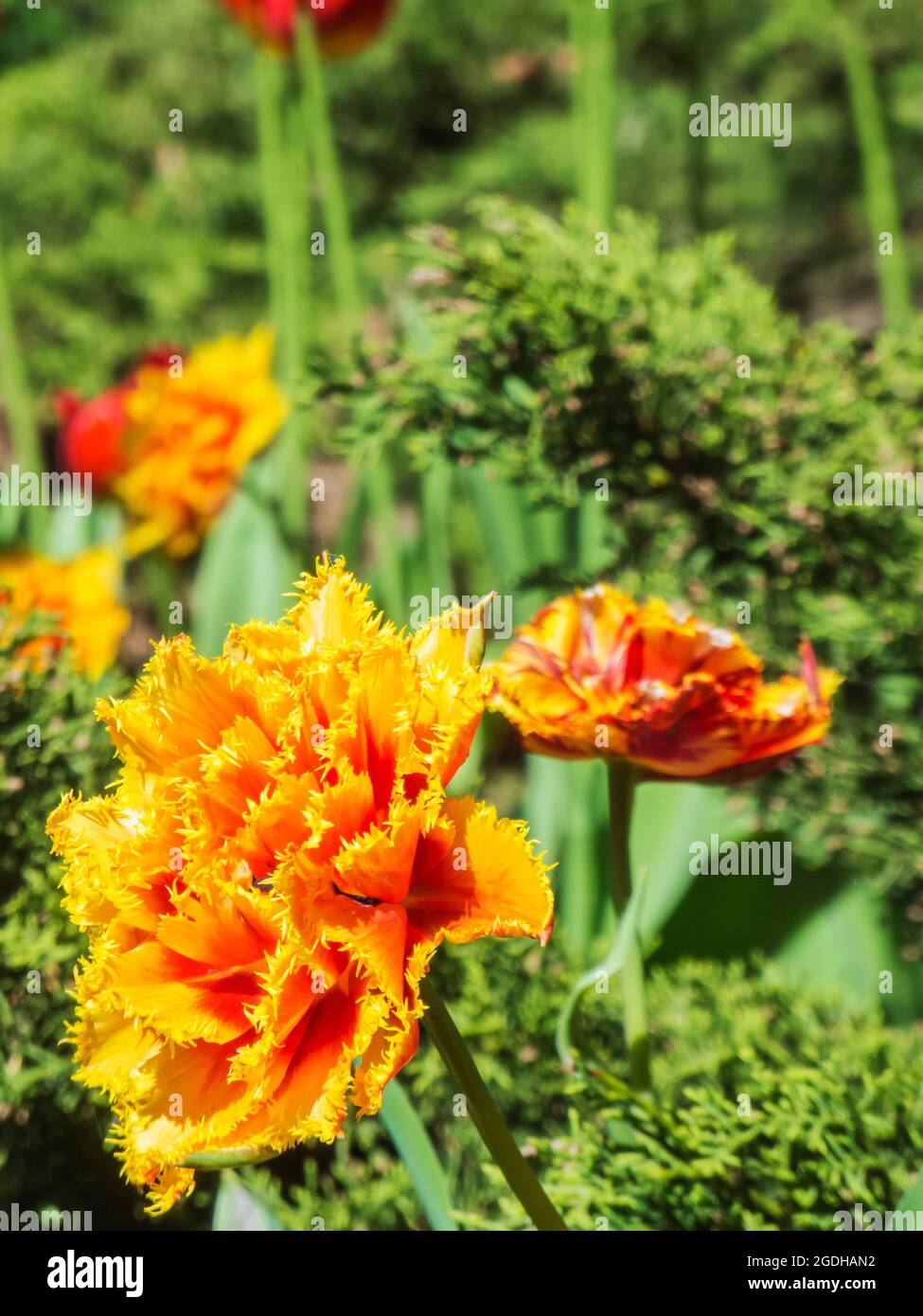 Close up of a yellow red tulip with serrated petals in front of a ...