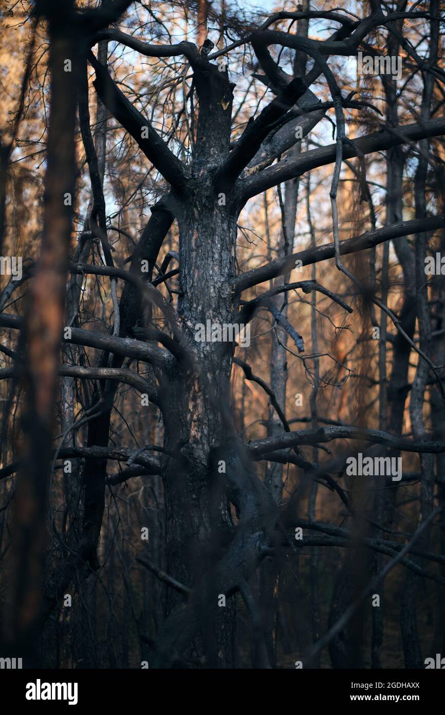 Charred burnt tree after forest fire, forest fires after an abnormal ...