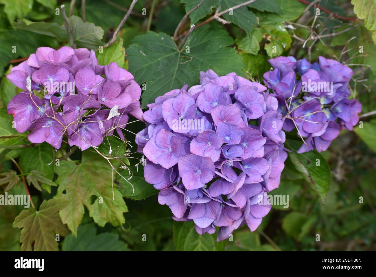 Flowering mauve Hydrangea Stock Photo - Alamy