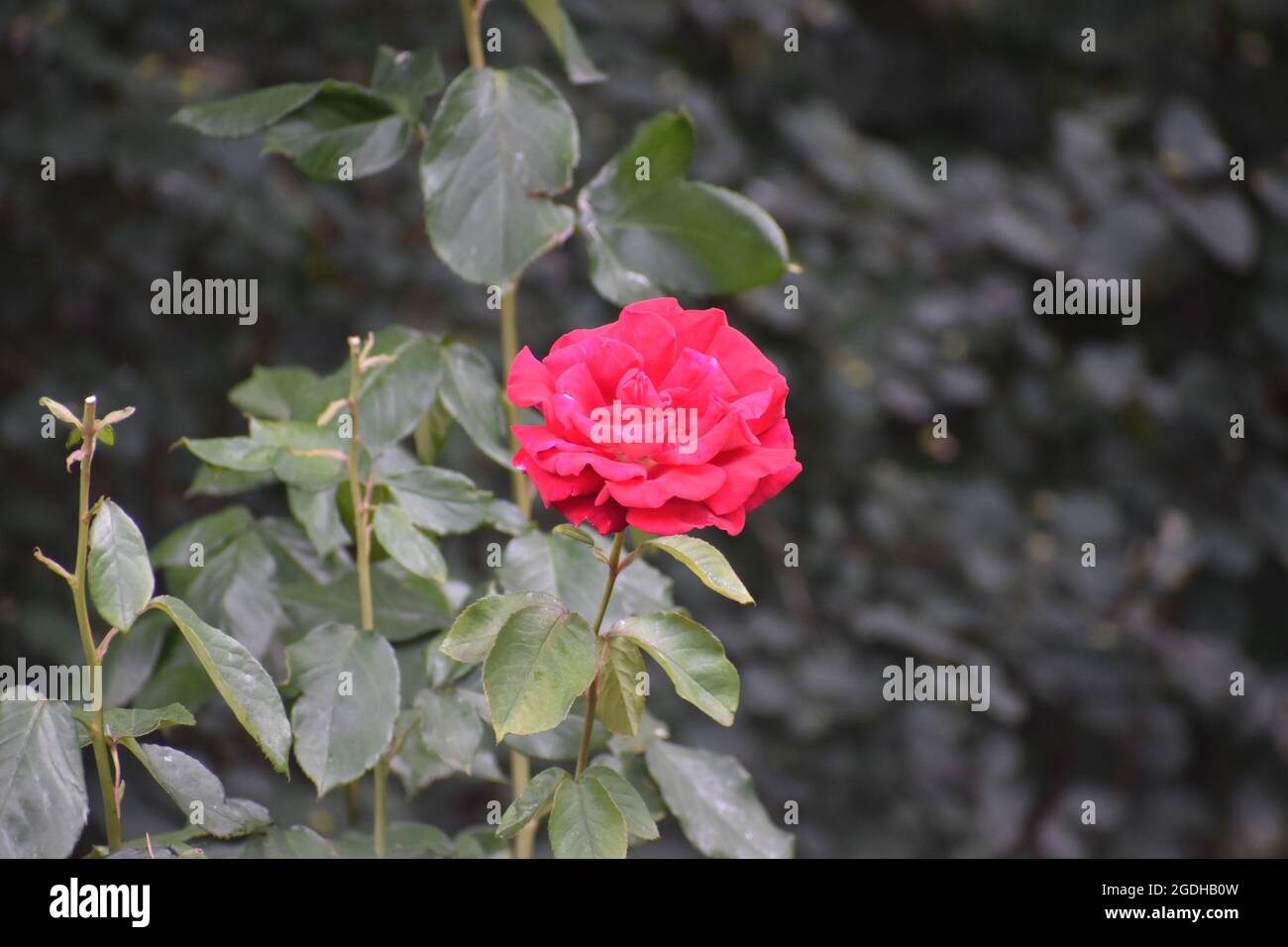 Red ose hi-res stock photography and images - Alamy